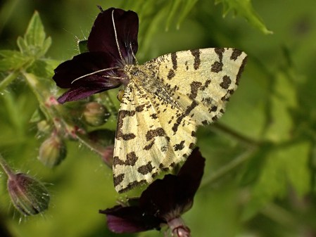 Lista gatunków – Lepidoptera | Insektarium