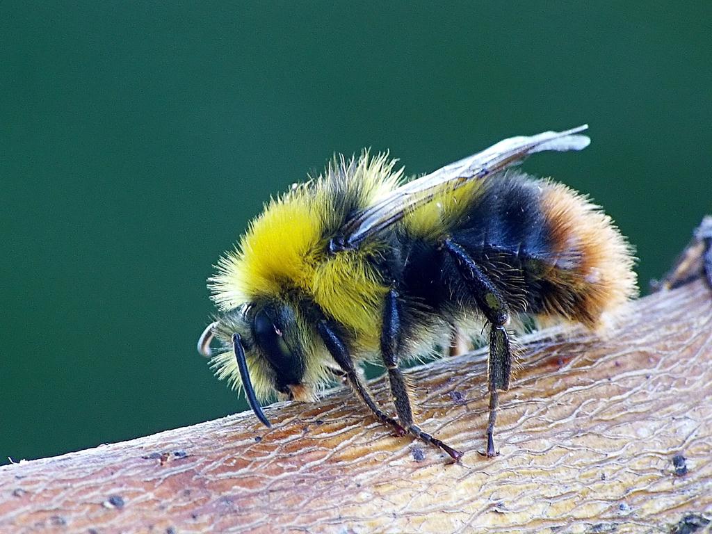 Bombus pratorum – Trzmiel leśny | Insektarium