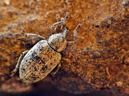 Hypera viciae – Ziołomirek wykowy | Insektarium