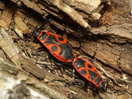 Pyrrhocoridae – Kowalowate | Insektarium