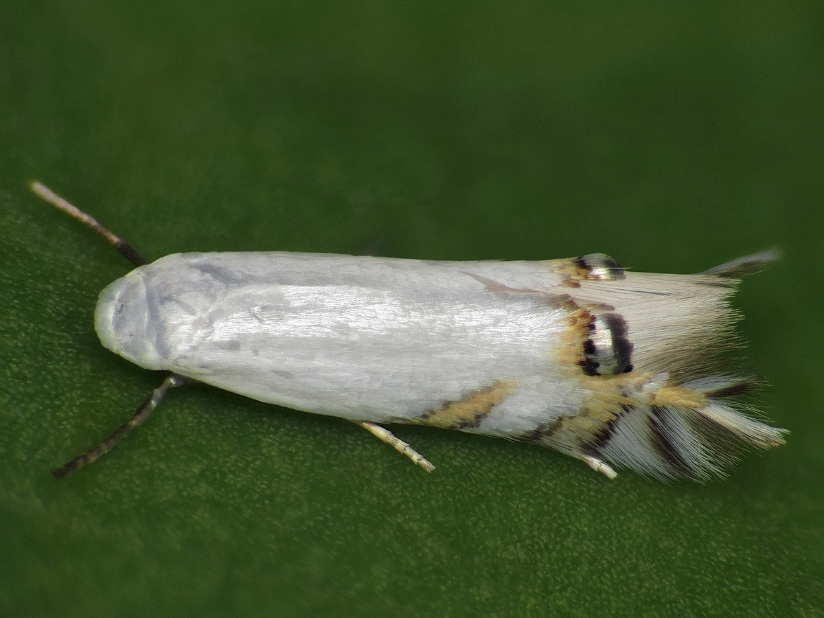 Lyonetiidae – Wystrojowate | Insektarium