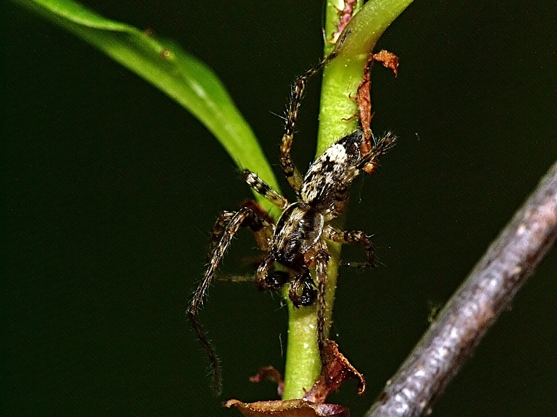 Anyphaenidae – Motaczowate | Insektarium