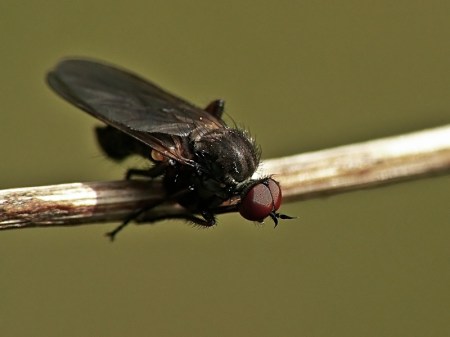 Hybos sp. | Insektarium