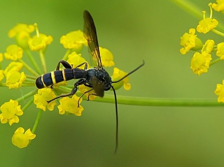 Metopius spp. – Czolce | Insektarium