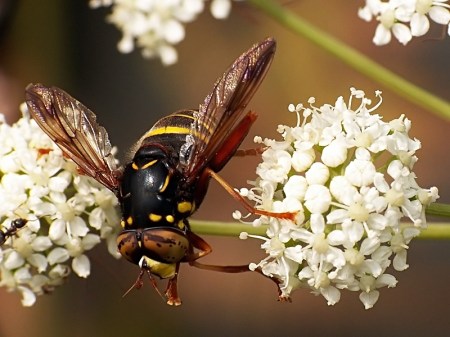 Rodzaj Spilomyia – Mierzwica | Insektarium