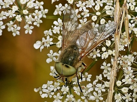 Atylotus rusticus – Bączak zielonooki | Insektarium