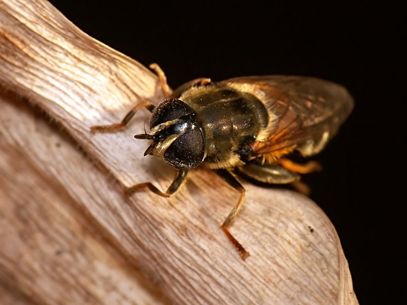 KONICA MINOLTA DIGITAL CAMERA | Insektarium