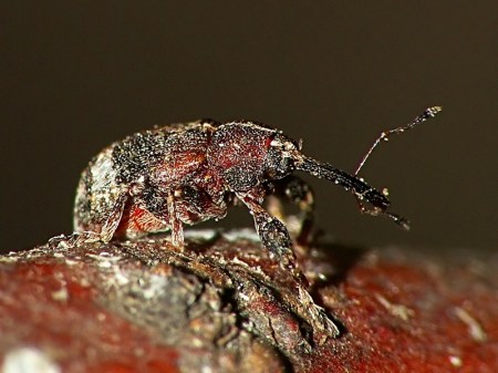 Anthonomus pyri – Kwieciak gruszowiec | Insektarium