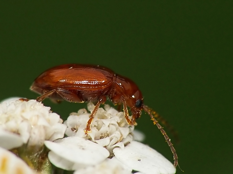 KONICA MINOLTA DIGITAL CAMERA | Insektarium