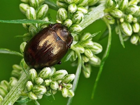 Chrysolina staphylea – Złotka nadwodna | Insektarium
