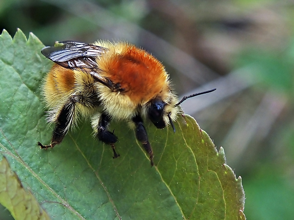 Bombus muscorum – Trzmiel żółty | Insektarium