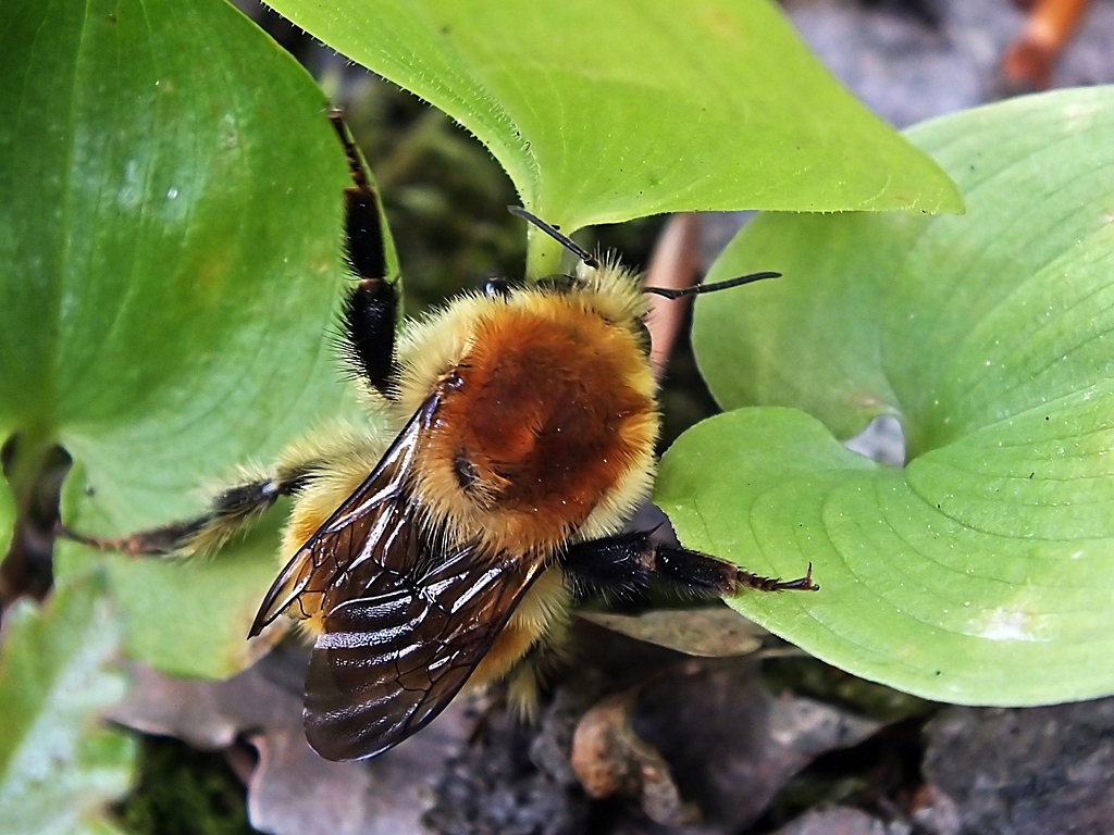 Bombus muscorum – Trzmiel żółty | Insektarium
