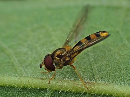 Meliscaeva cinctella – Bzygówka wiosenna | Insektarium