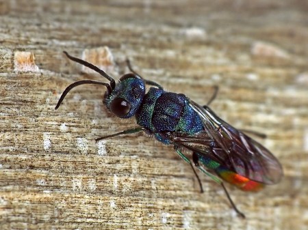 Chrysis fulgida – Złotolitka lśniącobrzucha | Insektarium