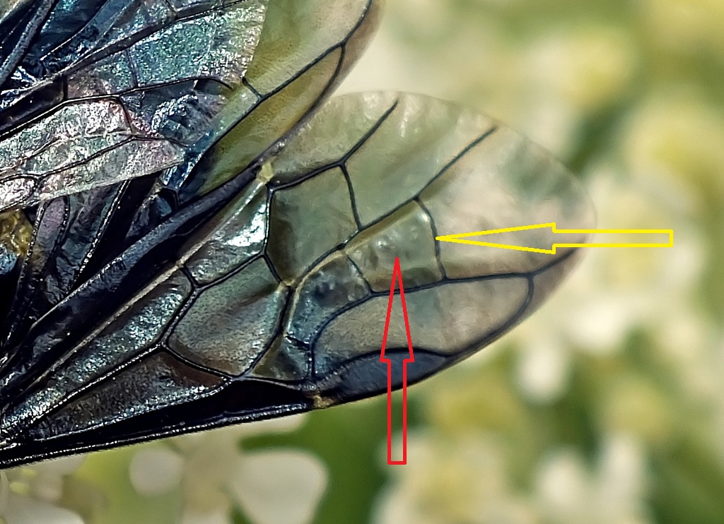 Fore wing | Insektarium