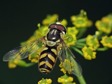 Syrphidae album | Insektarium