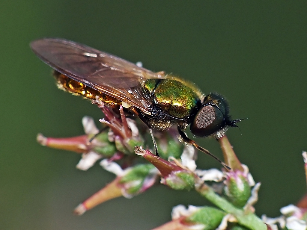 Chloromyia formosa – Zielenucha kształtna | Insektarium
