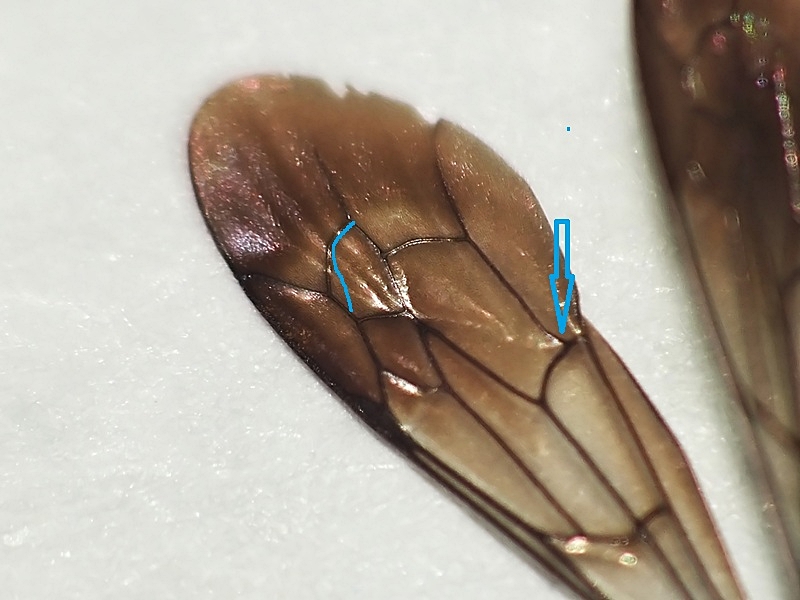 Fore wing | Insektarium