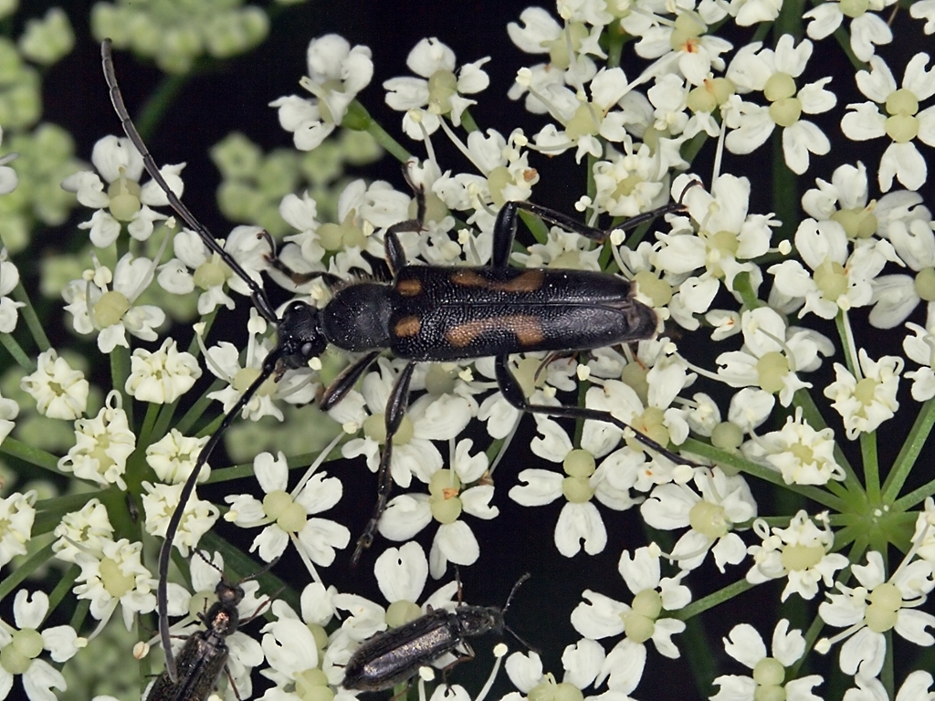 Anoplodera sexguttata – Zmorsznik sześcioplamek | Insektarium