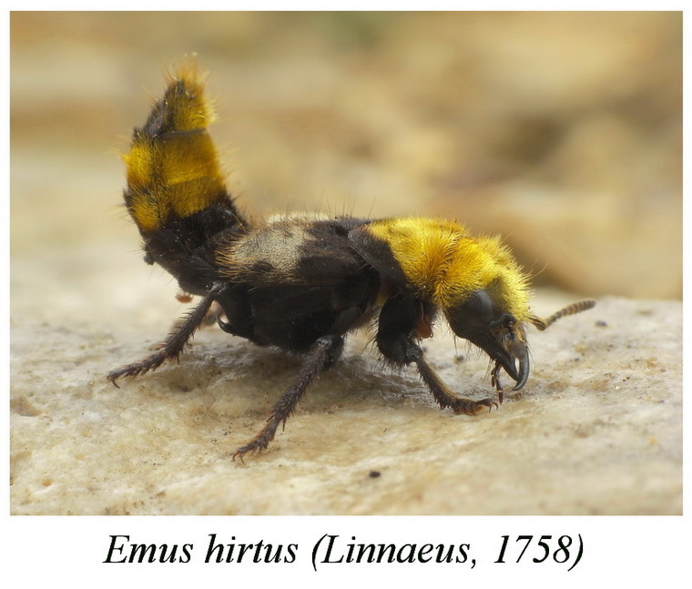 Emus hirtus – Rabież trzmielowiec | Insektarium