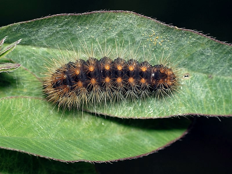 Acronicta auricoma – Wieczernica uszycówka | Insektarium