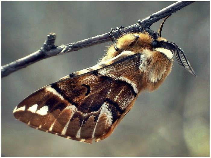 Endromidae – Nasierszycowate | Insektarium