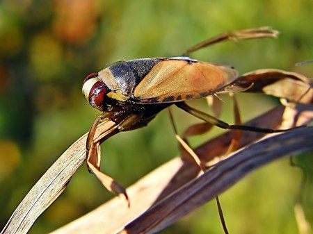 Notonectidae – Pluskolcowate | Insektarium