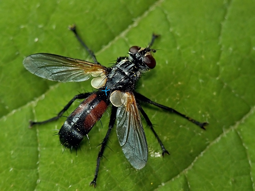 Cylindromyia auriceps – Walcownica czarnopasa | Insektarium