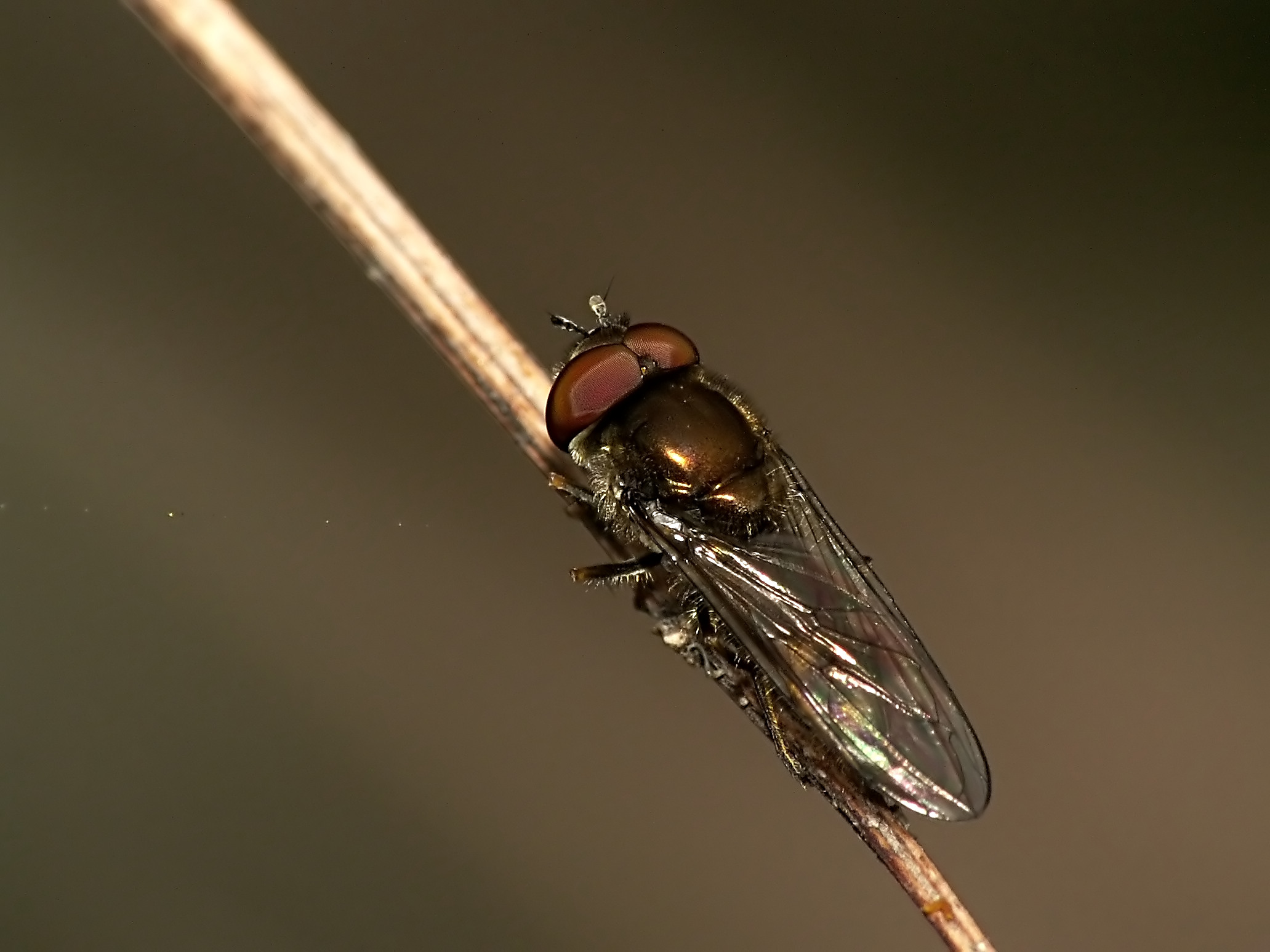 KONICA MINOLTA DIGITAL CAMERA | Insektarium