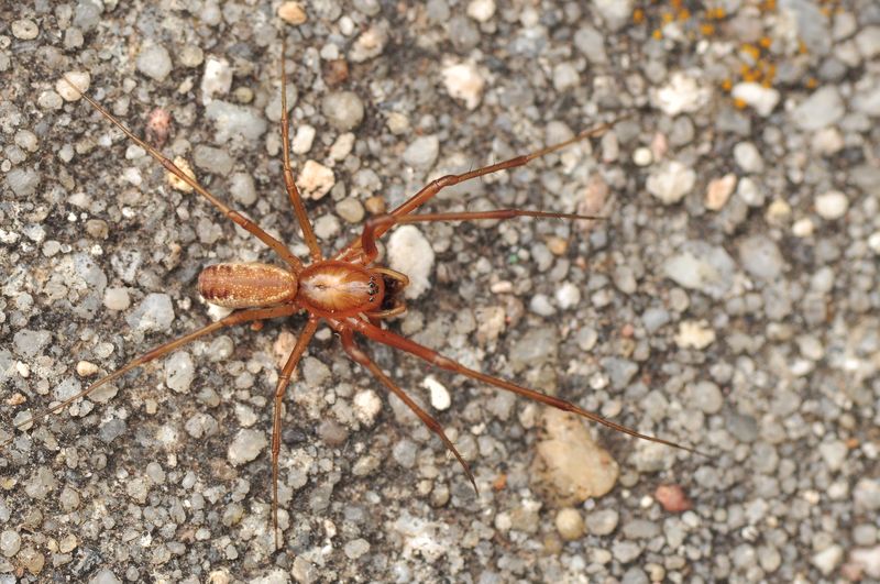 Linyphia triangularis – Osnuwik pospolity | Insektarium