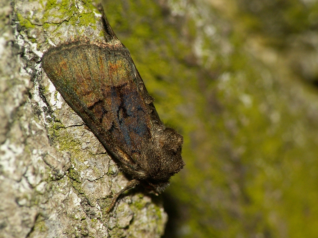 Oligia spp. – Sówki | Insektarium