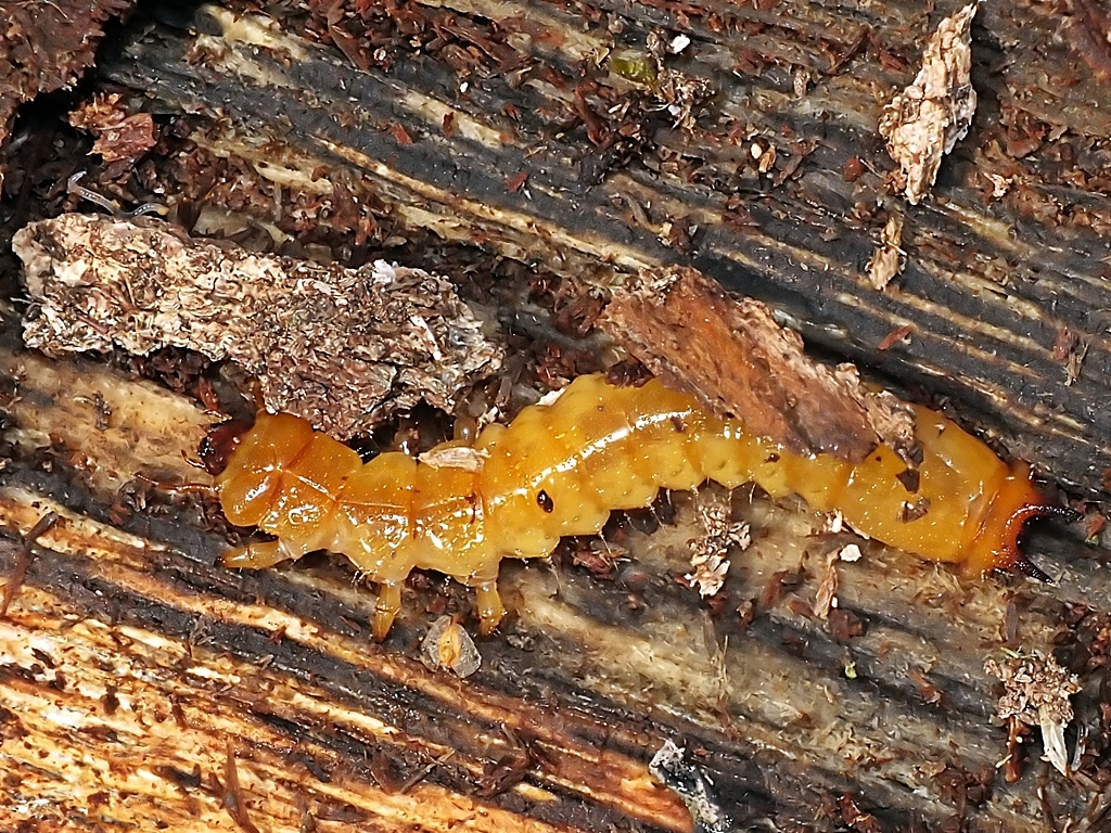 Pyrochroa coccinea – Ogniczek większy | Insektarium