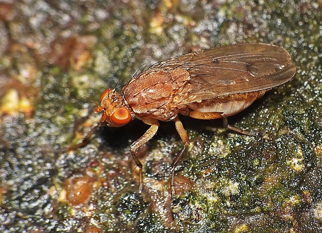 Suillia spp. | Insektarium