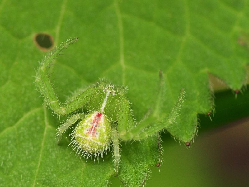 Heriaeus graminicola – Szkarlik zielony | Insektarium