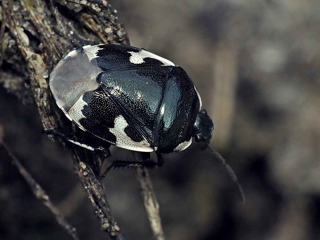 Tritomegas bicolor – Siedliszek dwubarwny | Insektarium