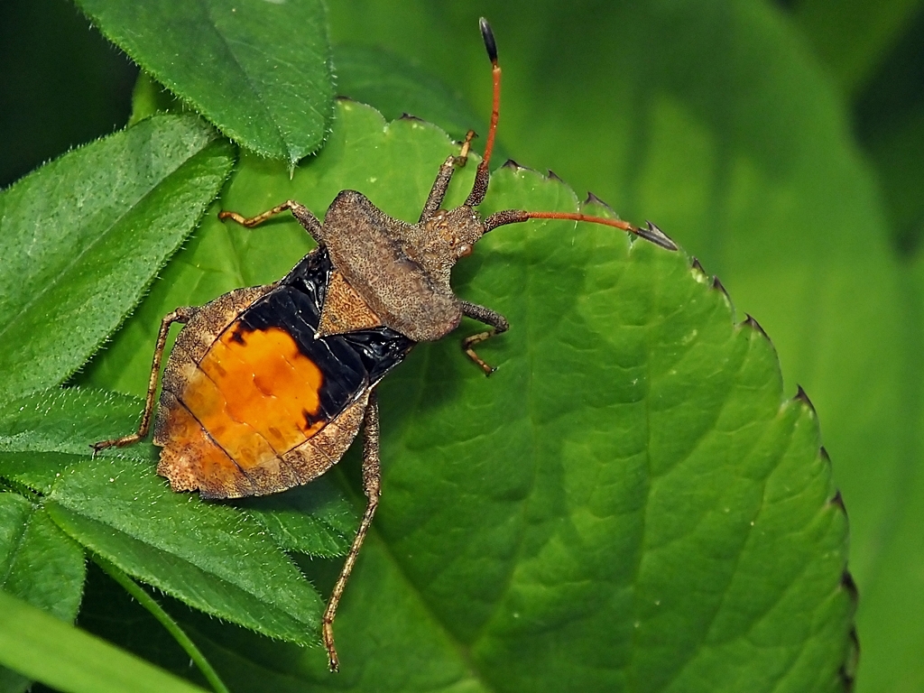 Coreus marginatus – Wtyk straszyk | Insektarium