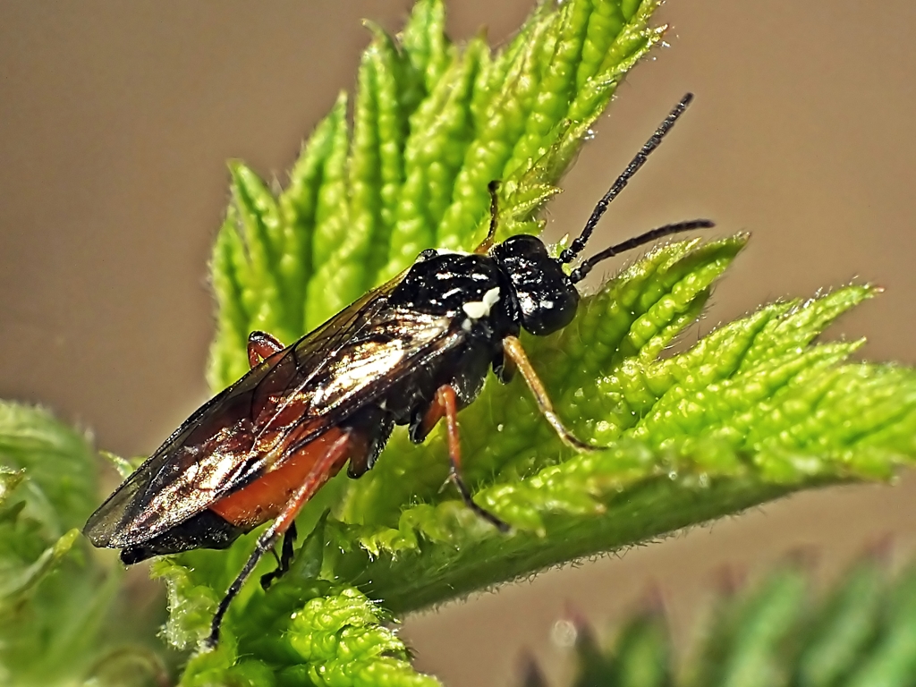 Aglaostigma aucupariae – Nazanek białousek | Insektarium
