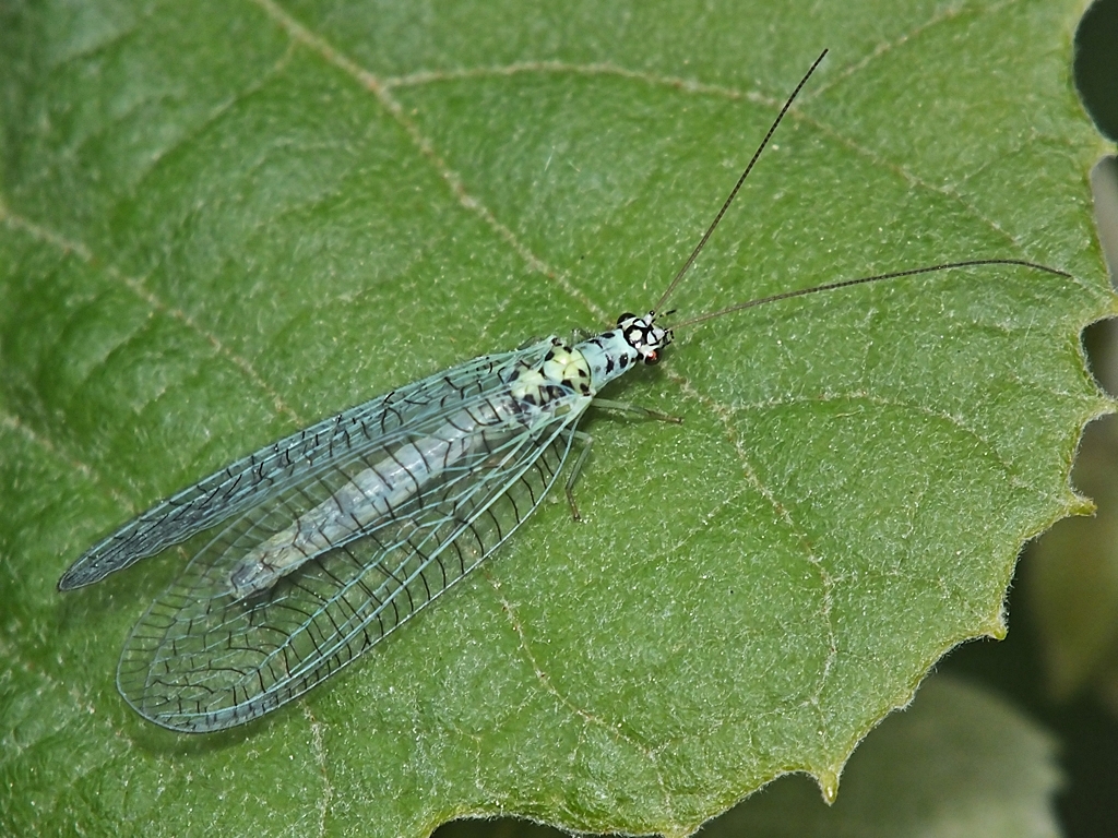 Chrysopa perla – Złotook większy | Insektarium