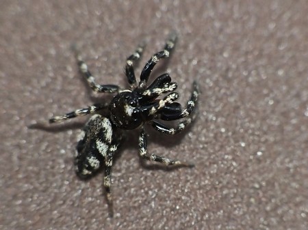 Salticus zebraneus – Skakun zebra | Insektarium