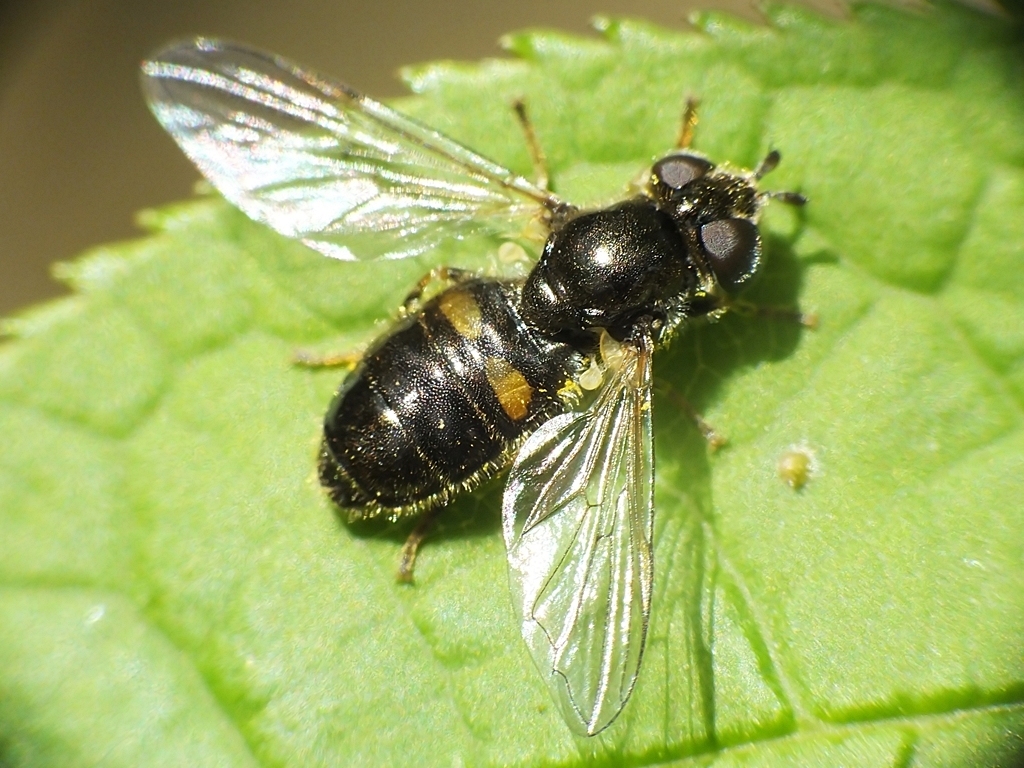 Pipiza accola | Insektarium