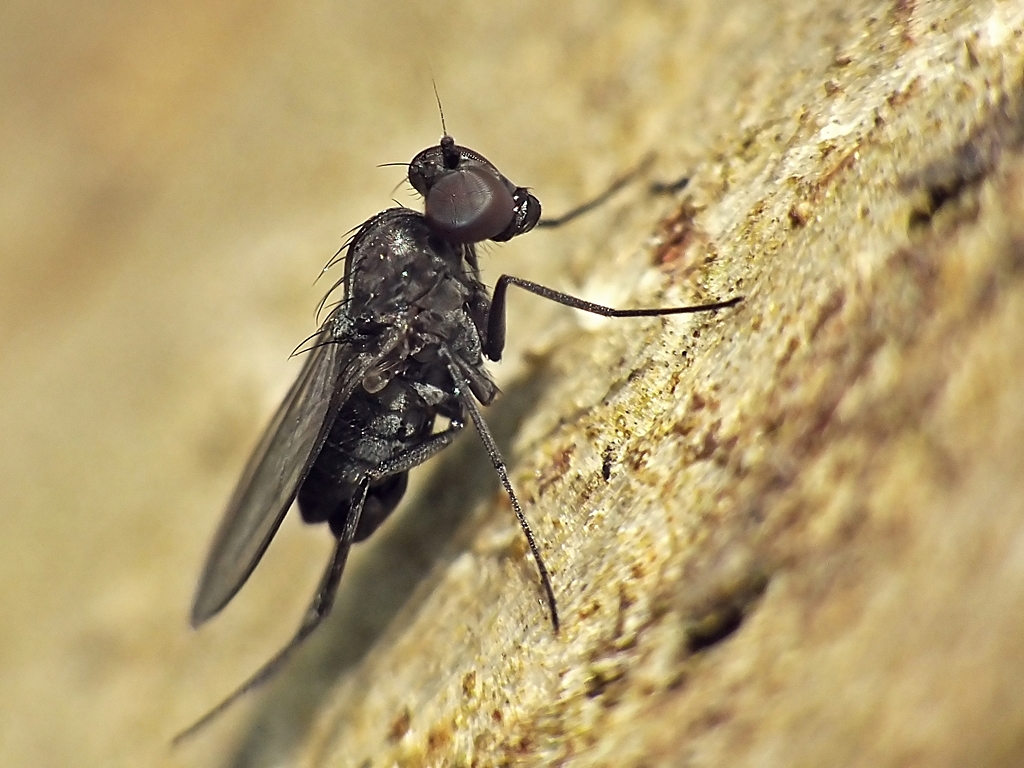 Medetera spp. | Insektarium