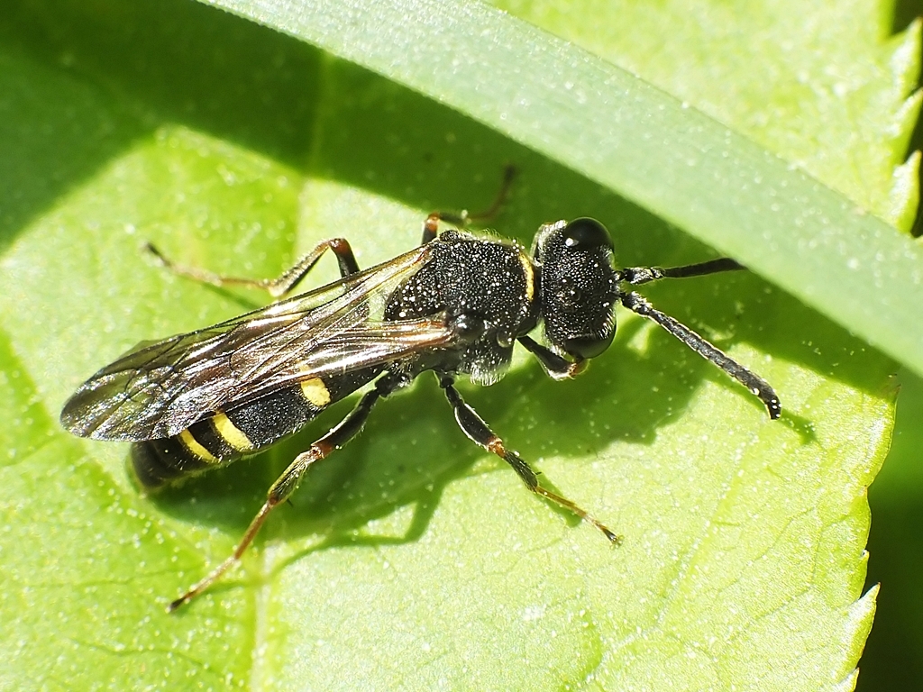 Nysson spinosus – Ustylak ustylec | Insektarium