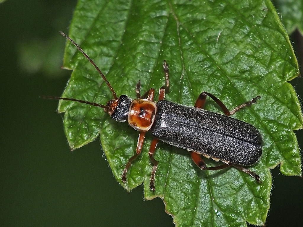 Cantharis | Insektarium