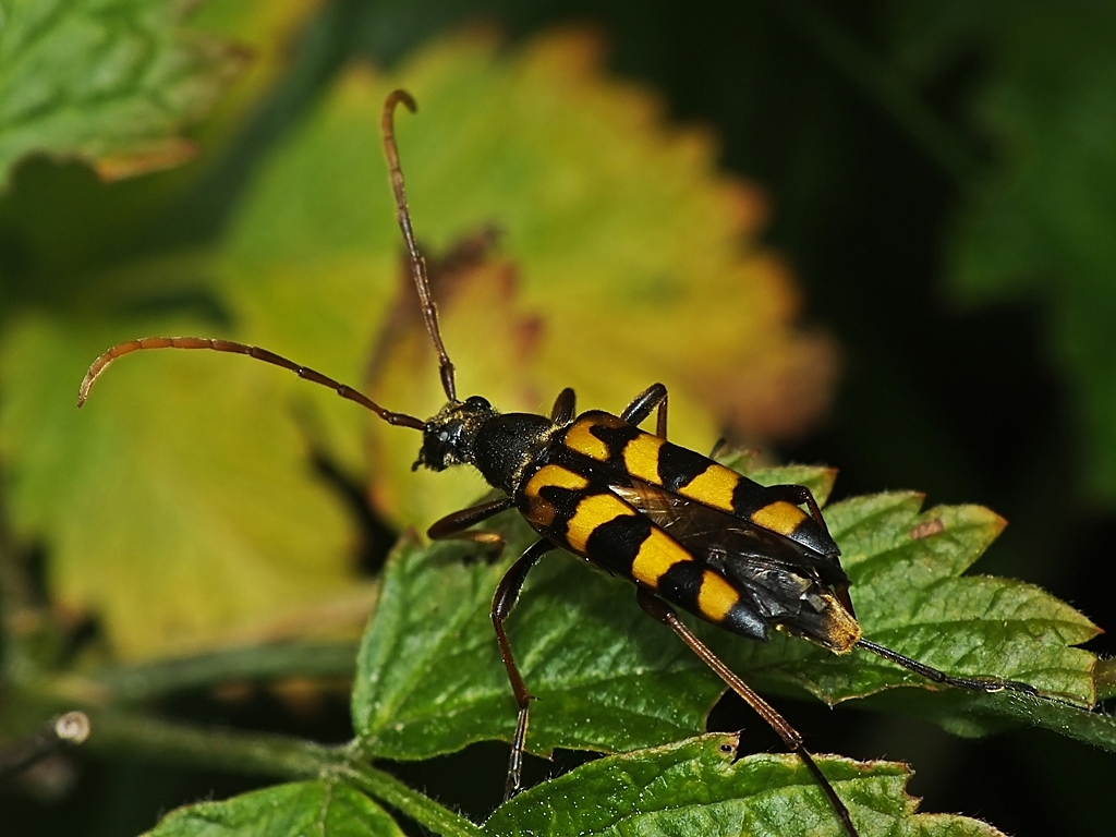L.anularis | Insektarium