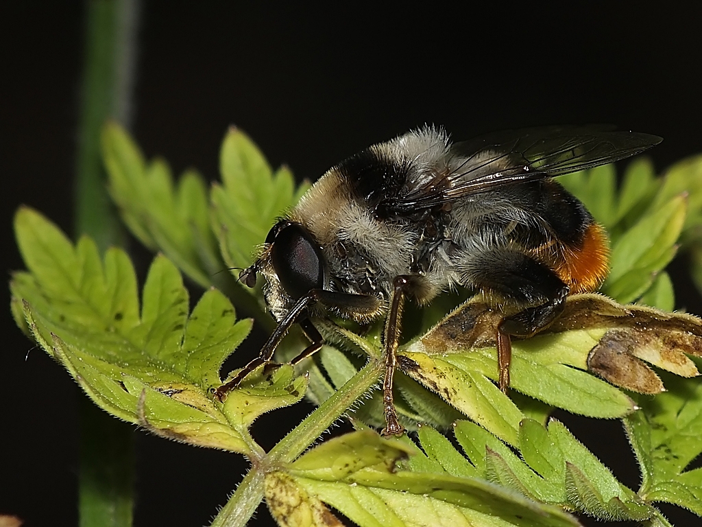 Mallota | Insektarium