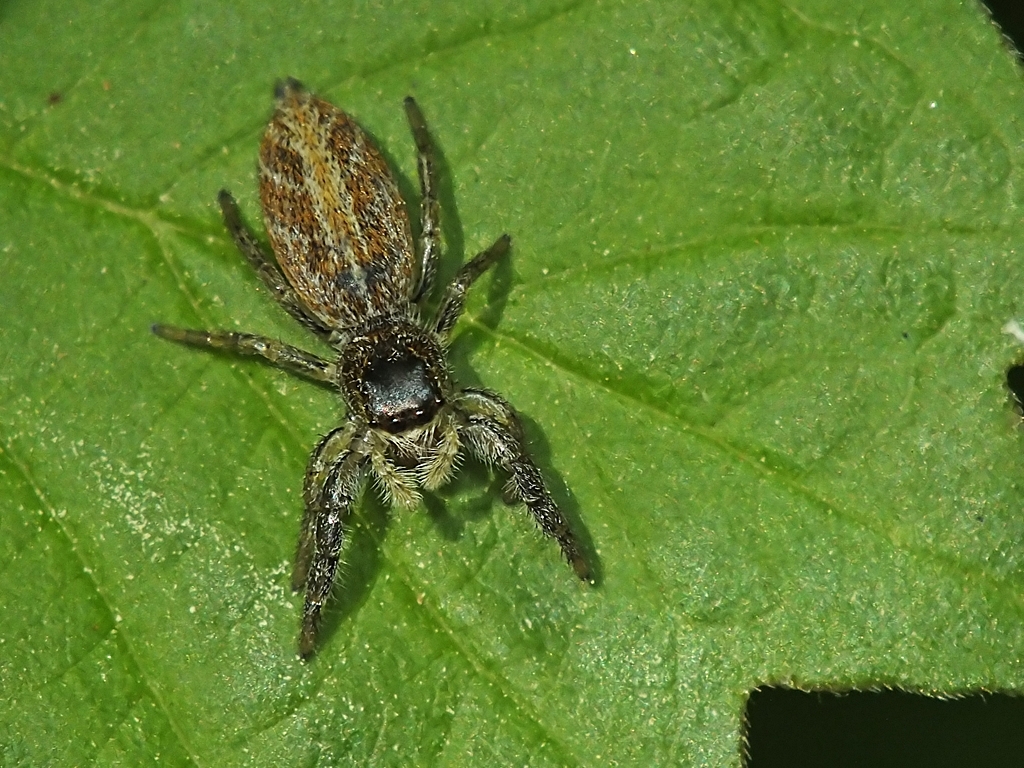 Marpissa radiata – Rozciągnik natrzcinny | Insektarium