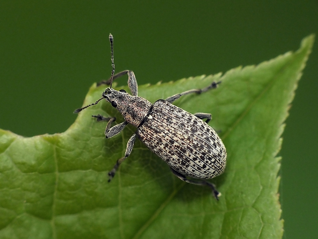 Polydrusus cervinus – Kruszczak włochaty | Insektarium