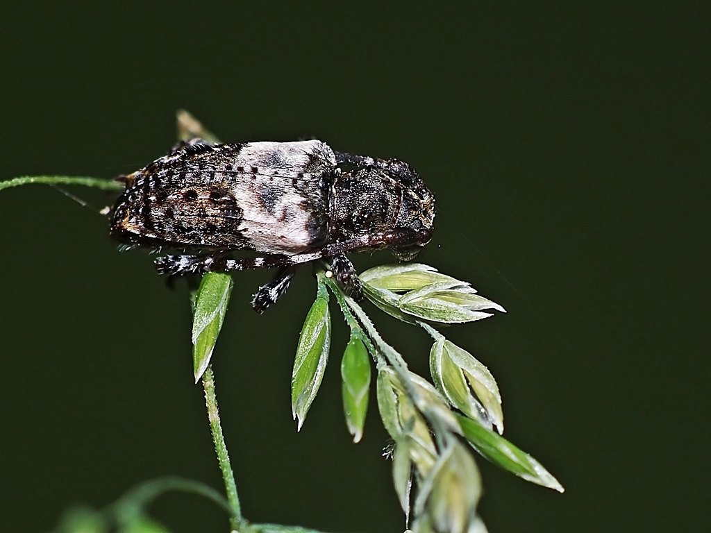 P. hispidus | Insektarium