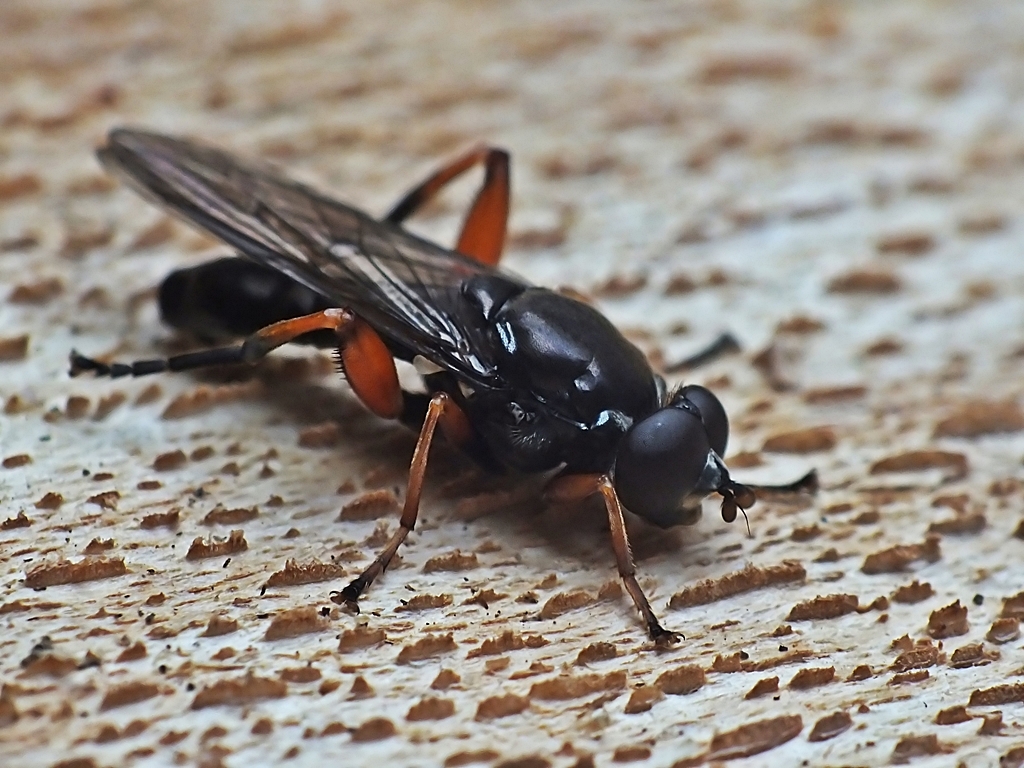 Aderidae | Insektarium