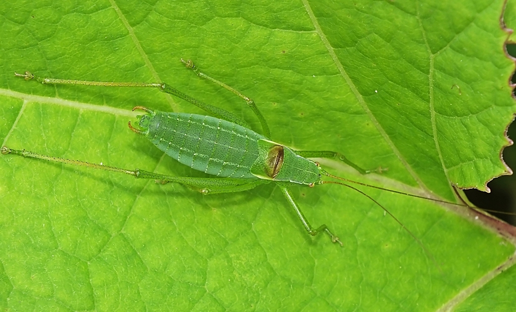 Isophya spp. – Zrówieńki | Insektarium